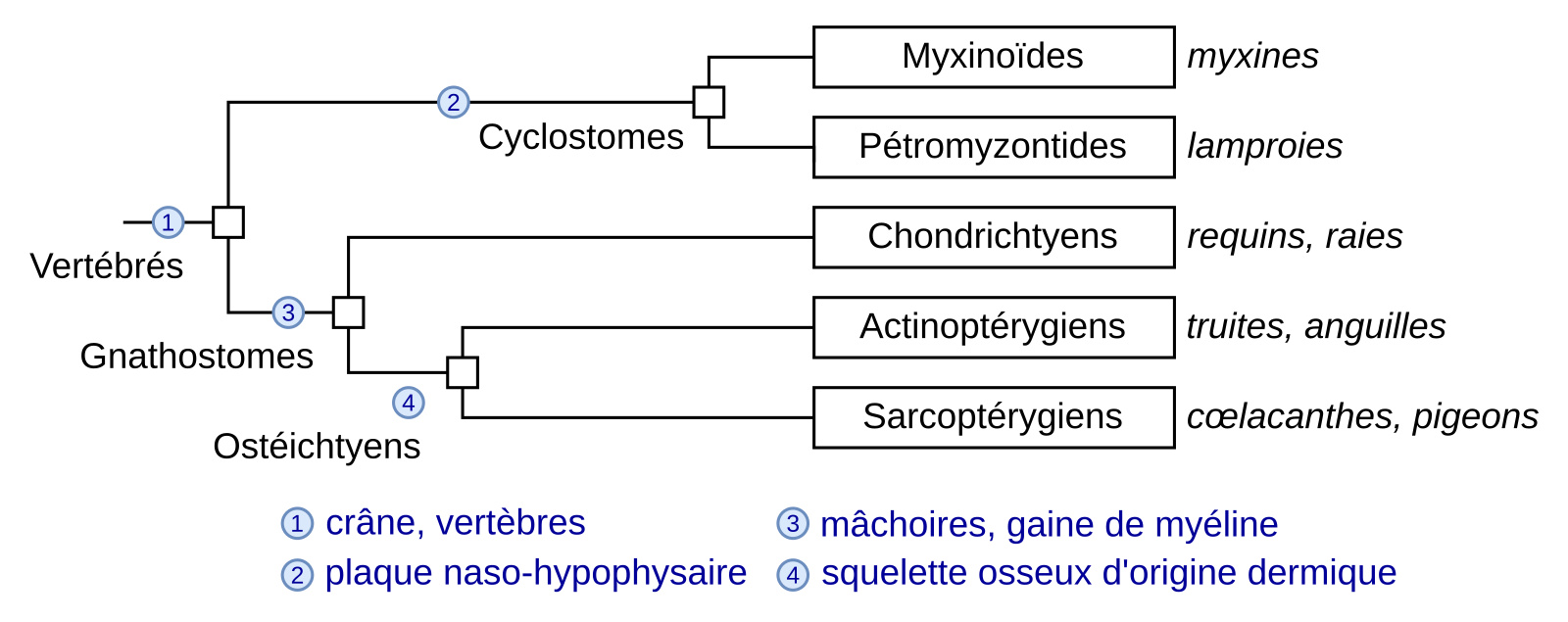 Arbre phylogénétique simplifié des Vertébrés | Planet-Vie